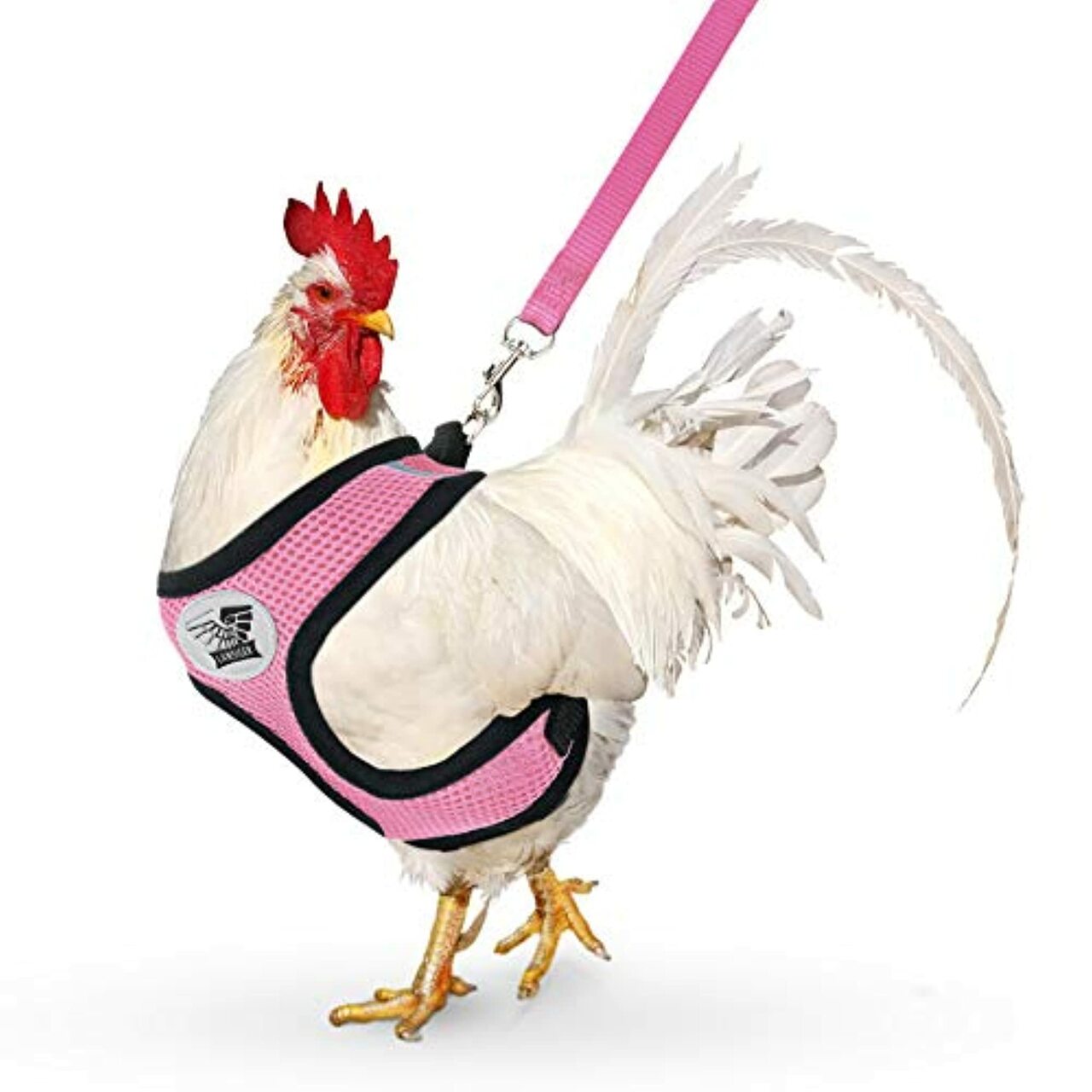 Chicken Harness - Chicken Wing Toe